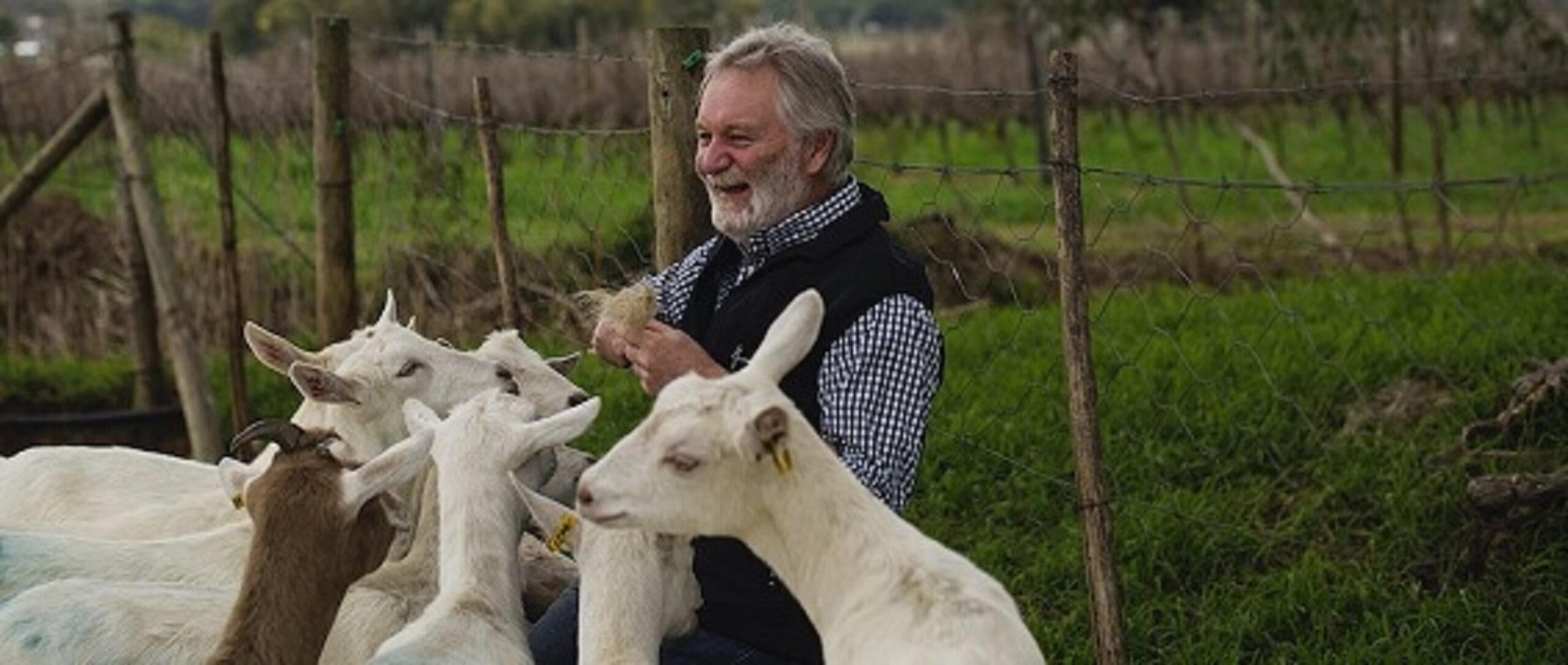 Fairview excels at the 2024 SA Dairy Championships | Eat. Play. Drink ...